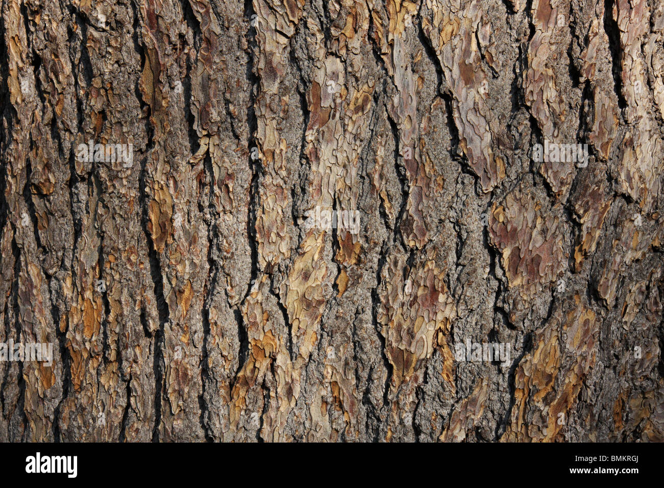 Bark of oak tree Stock Photo - Alamy