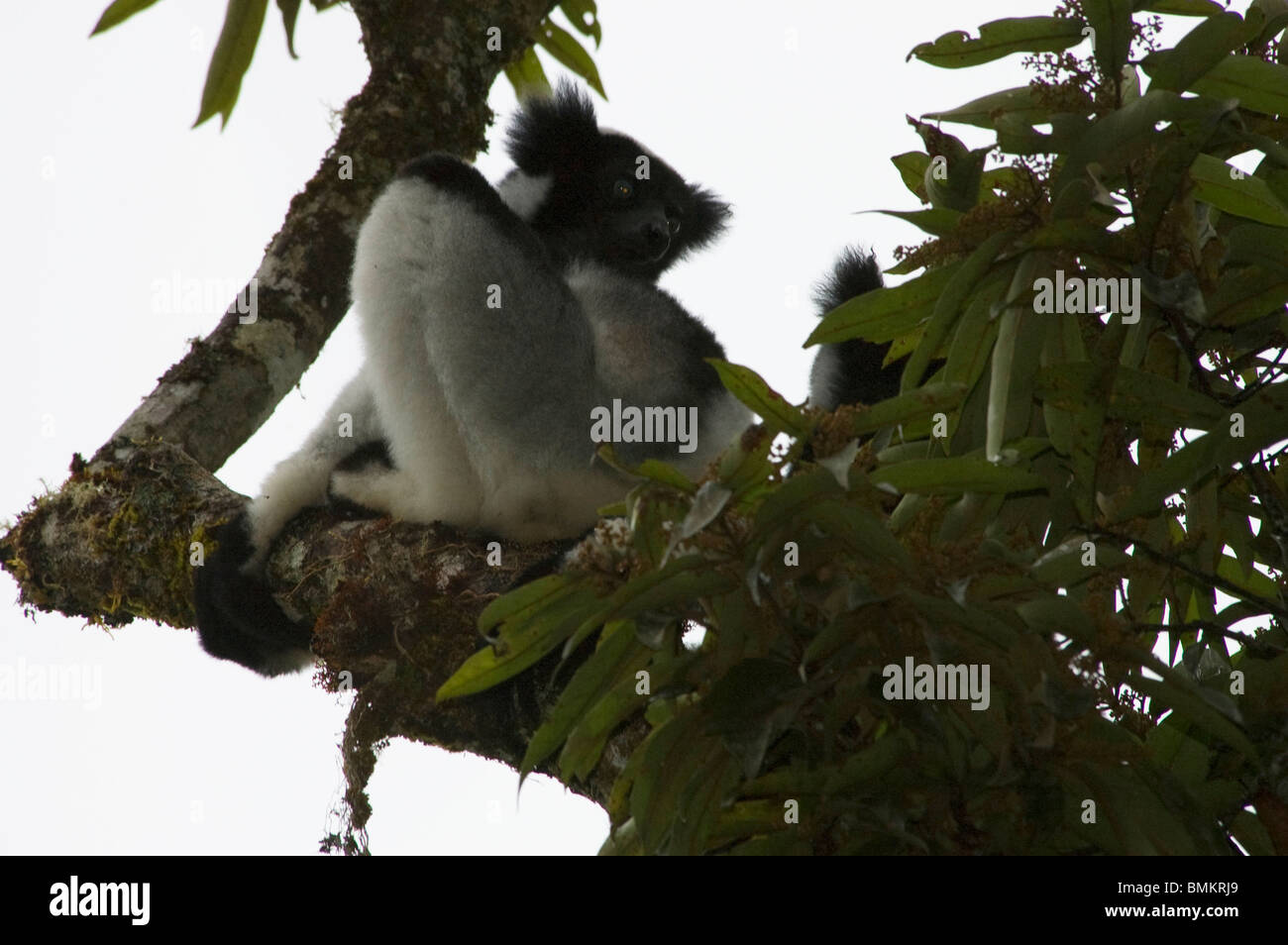 Madagascar, Andasibe-Mantadia National Park. Indri (Indri indri Stock ...