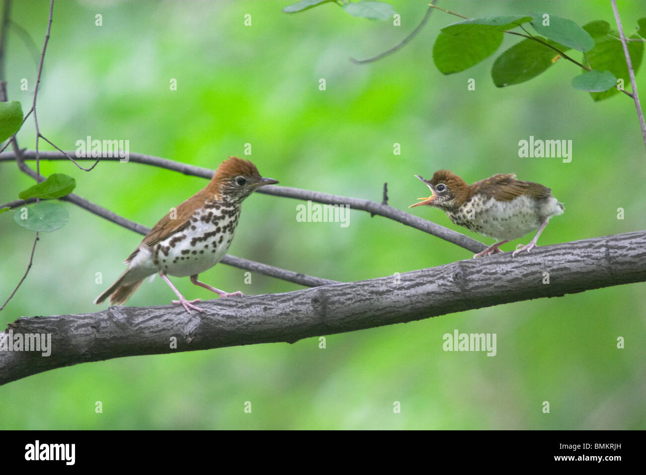 Hylocichlamustelina hi-res stock photography and images - Alamy