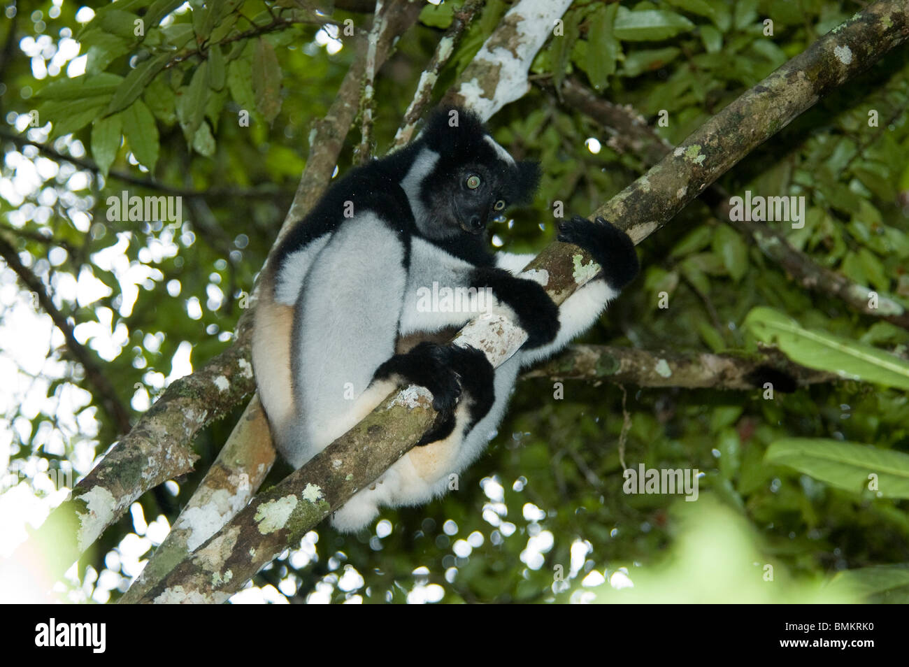 Madagascar, Andasibe-Mantadia National Park. Indri (Indri indri Stock ...