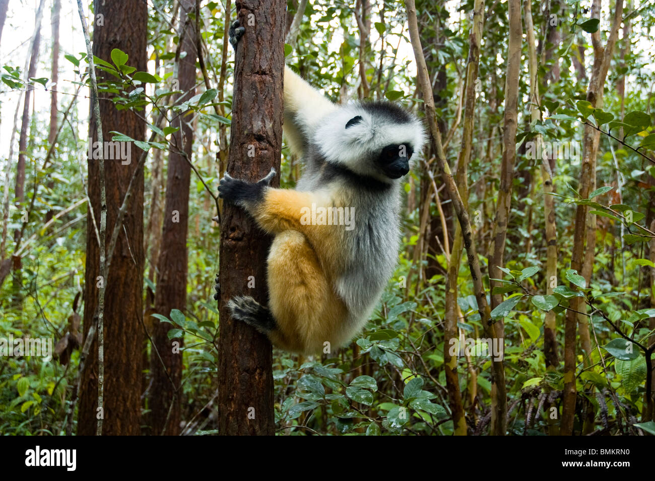Madagascar, Andasibe-Mantadia National Park. Diademed Sifaka ...