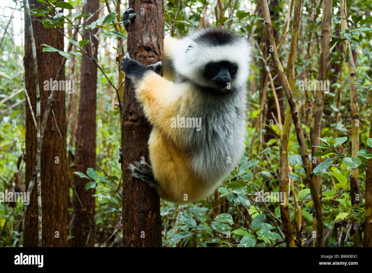 Madagascar, Andasibe-Mantadia National Park. Diademed Sifaka ...