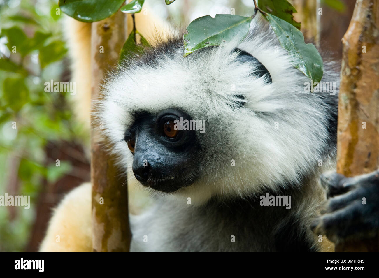 Madagascar, Andasibe-Mantadia National Park. Diademed Sifaka ...