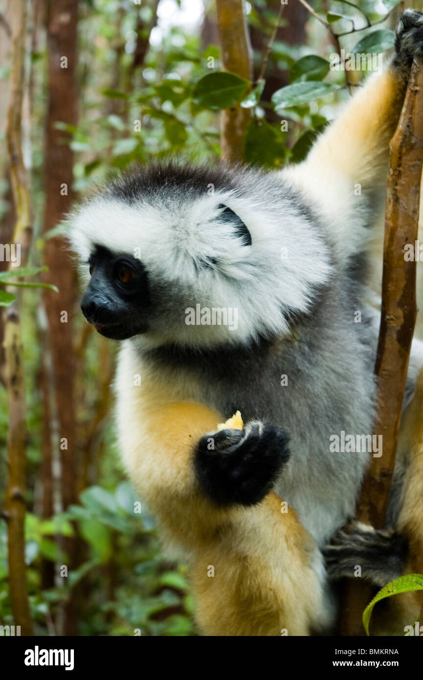 Madagascar, Andasibe-Mantadia National Park. Diademed Sifaka ...