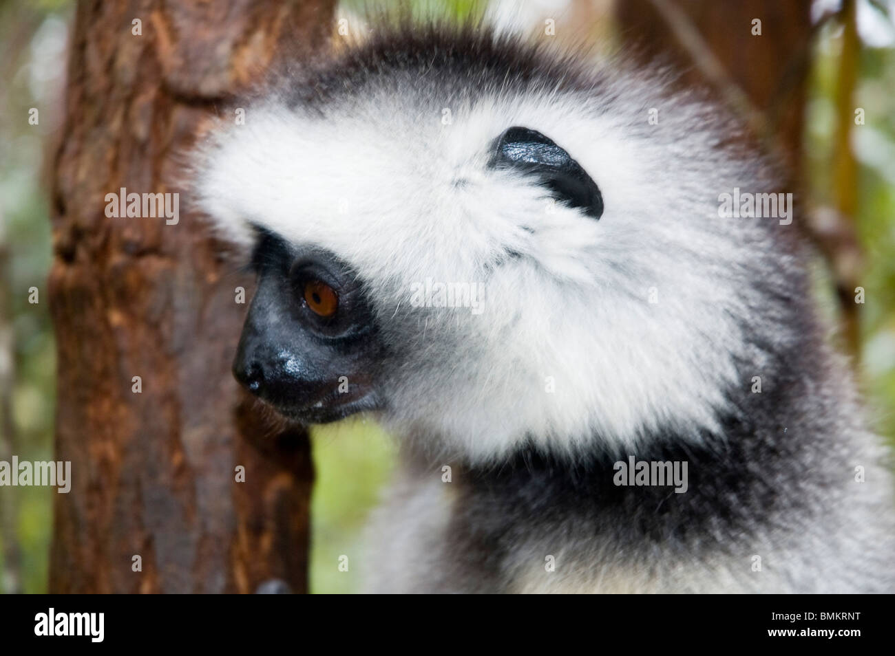 Madagascar, Andasibe-Mantadia National Park. Diademed Sifaka ...