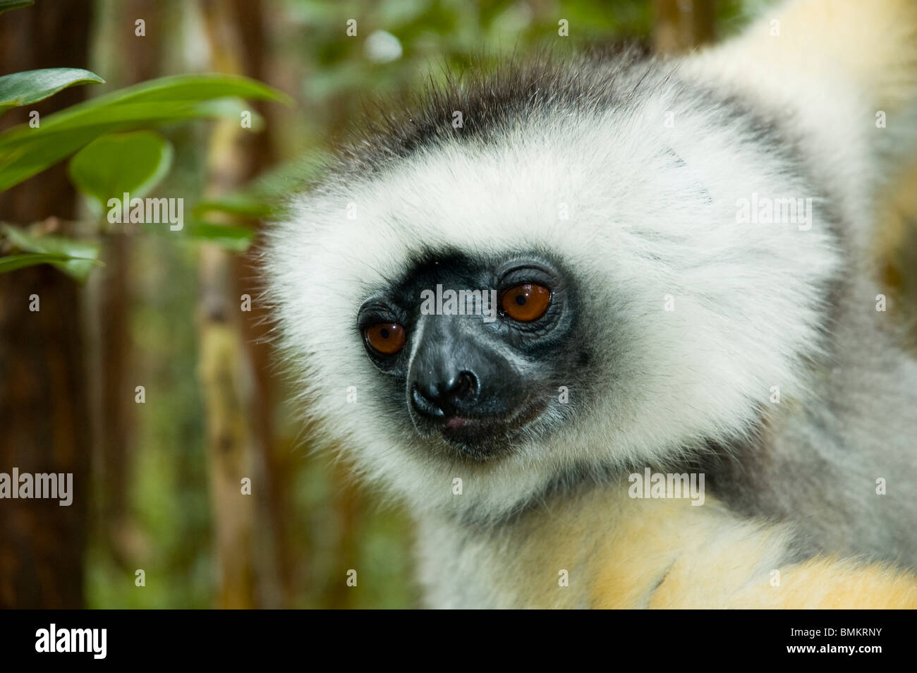Madagascar, Andasibe-Mantadia National Park. Diademed Sifaka ...