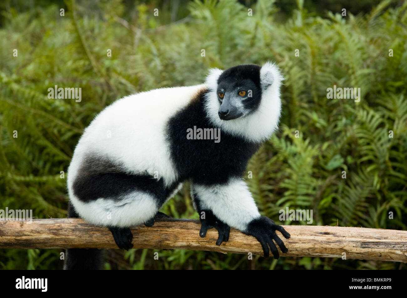 Madagascar, Andasibe-Mantadia National Park. Ruffed lemur (Varecia ...