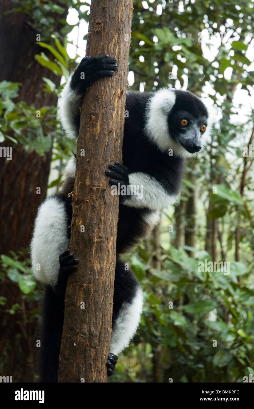 Madagascar, Andasibe-Mantadia National Park. Ruffed lemur (Varecia ...