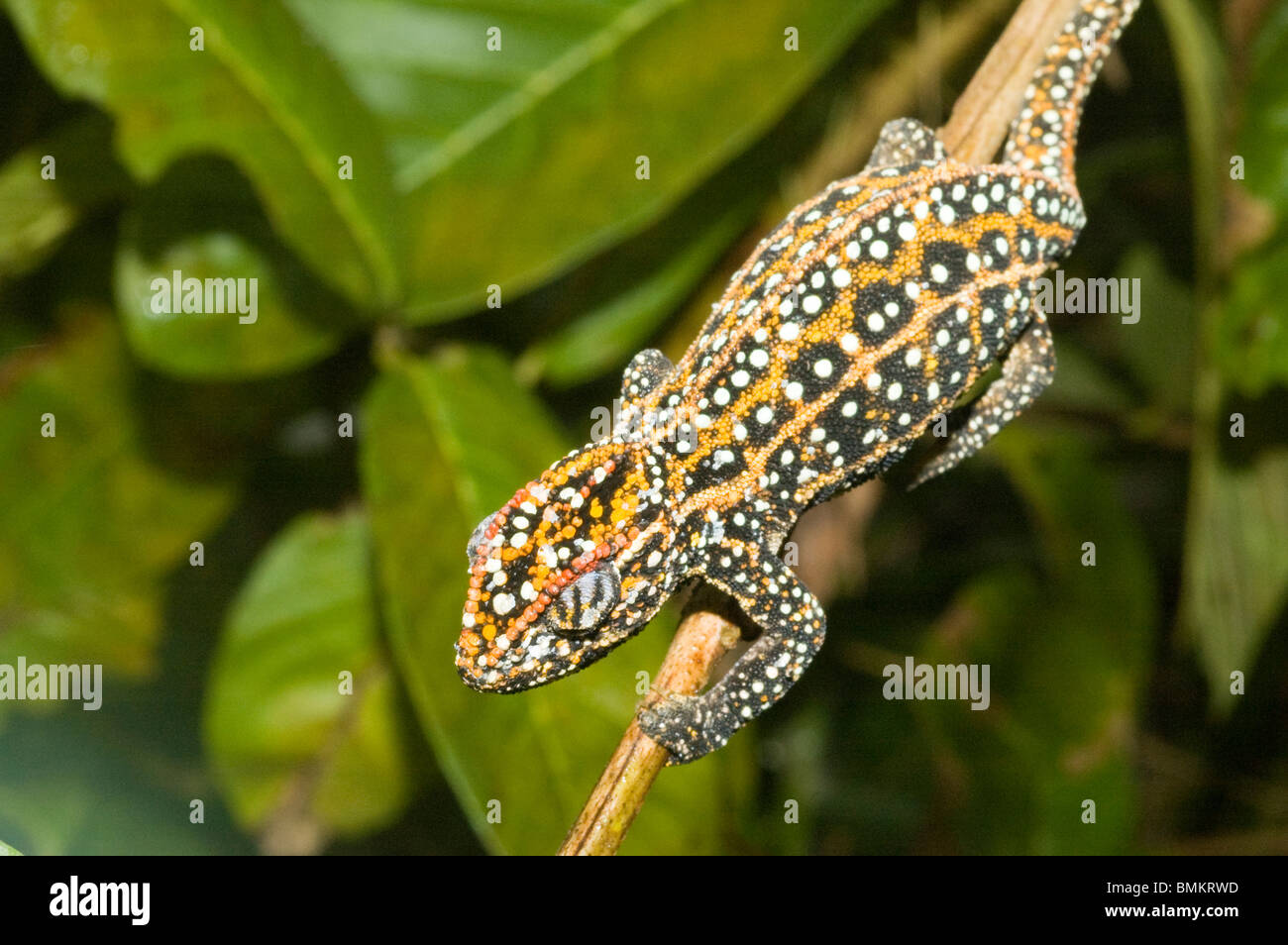 Furcifer campani hi-res stock photography and images - Alamy