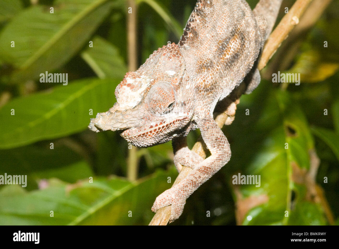 Madagascar, Toamasina. Lesser Chameleon (Furcifer minor) - Marozevo ...