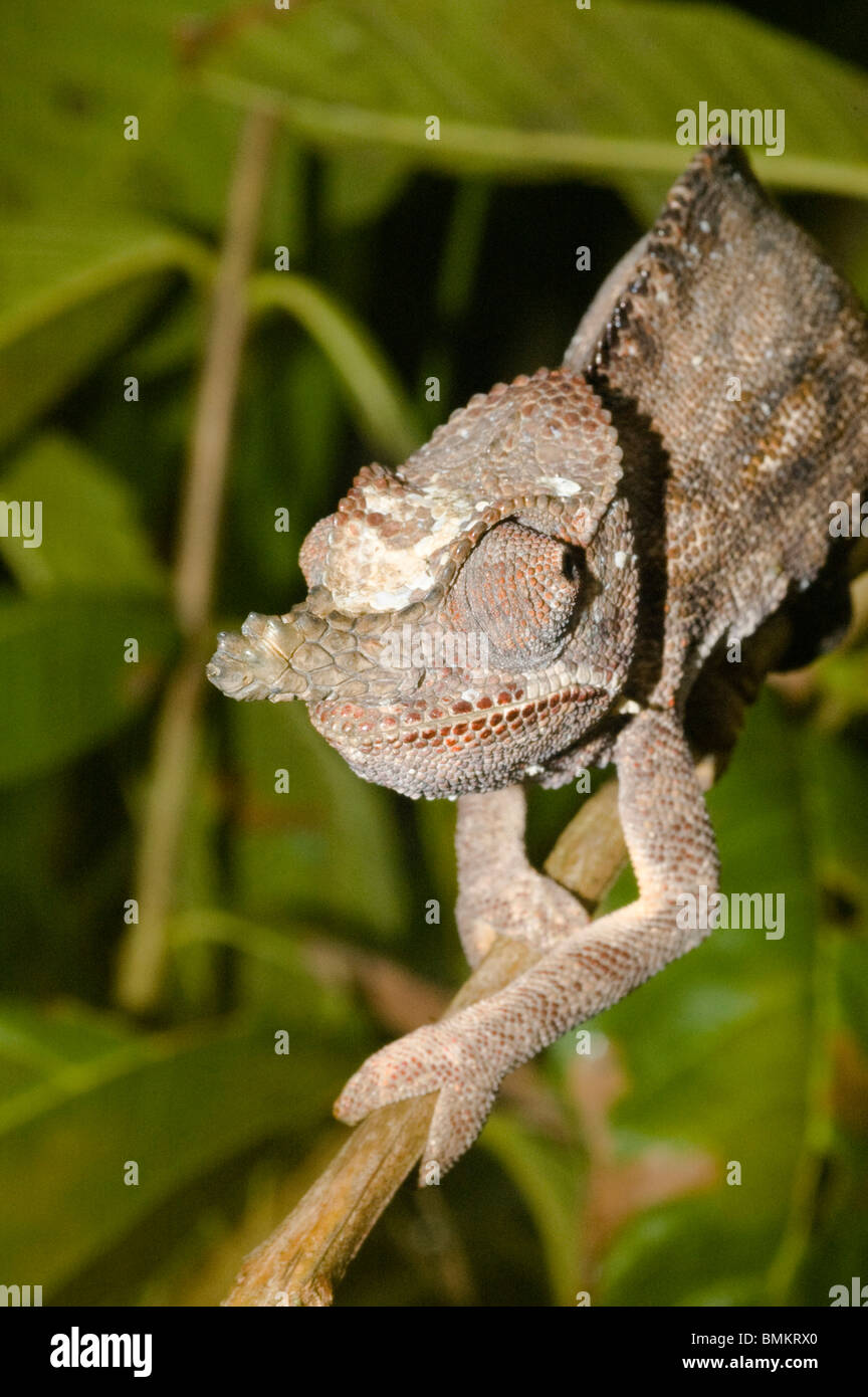 Madagascar, Toamasina. Lesser Chameleon (Furcifer minor) - Marozevo ...