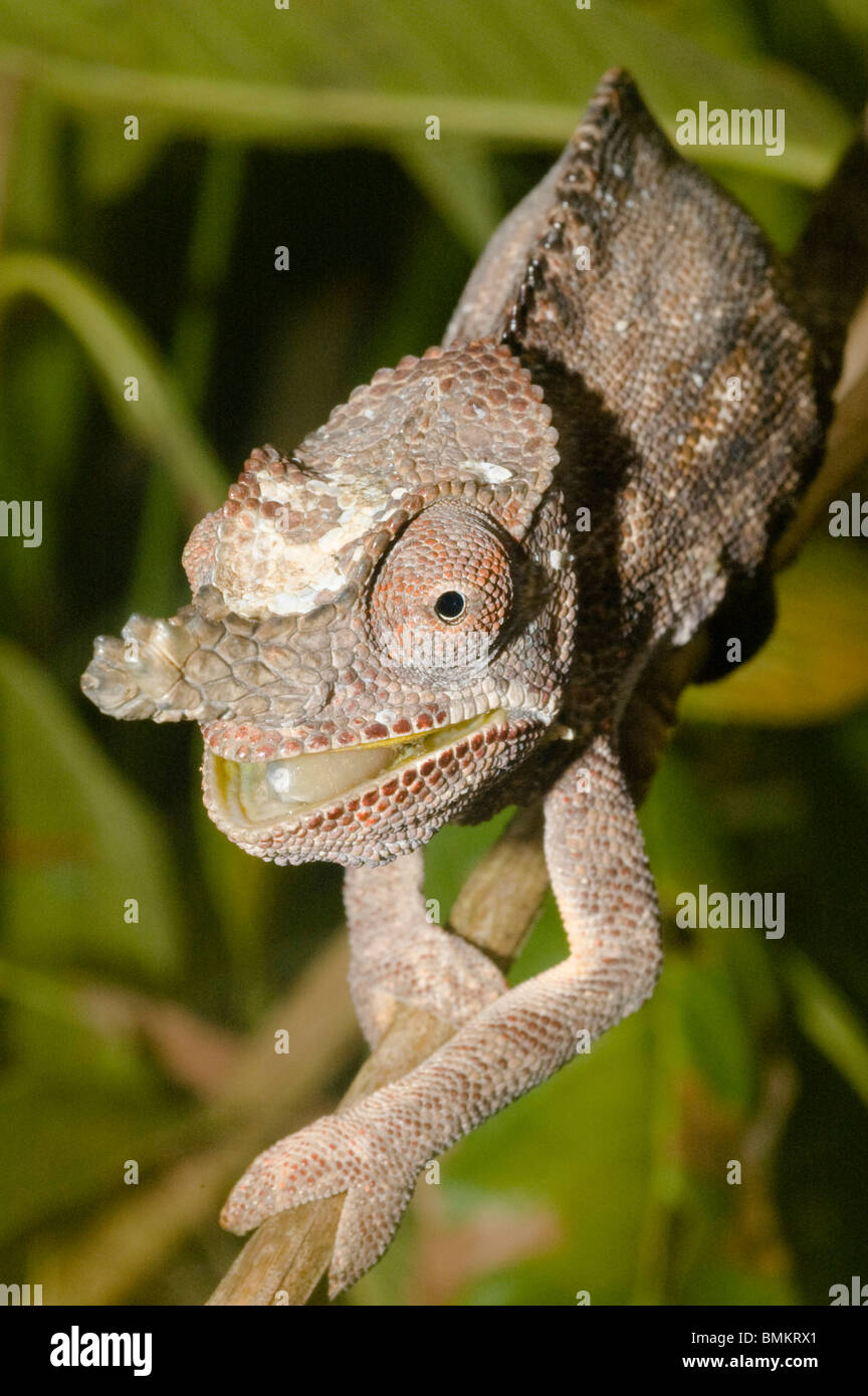 Madagascar, Toamasina. Lesser Chameleon (Furcifer minor) - Marozevo ...