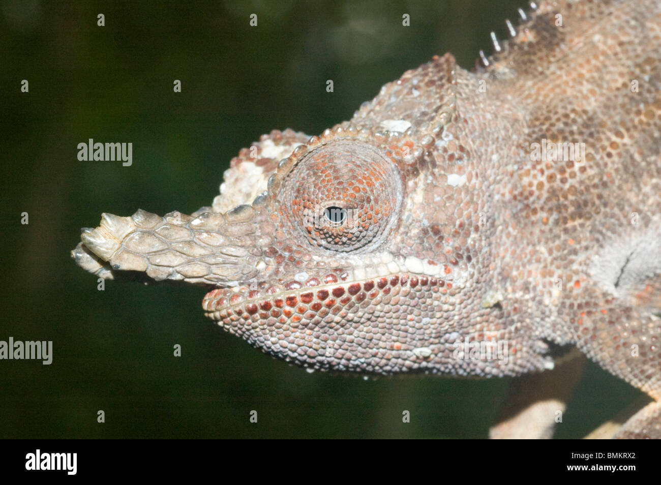Madagascar, Toamasina. Lesser Chameleon (Furcifer minor) - Marozevo ...