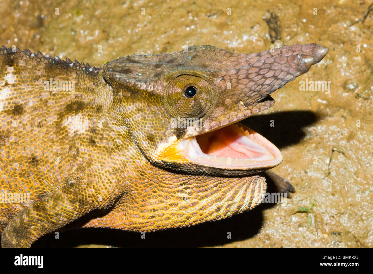 Madagascar, Toamasina. Lesser Chameleon (Furcifer minor) - Marozevo ...
