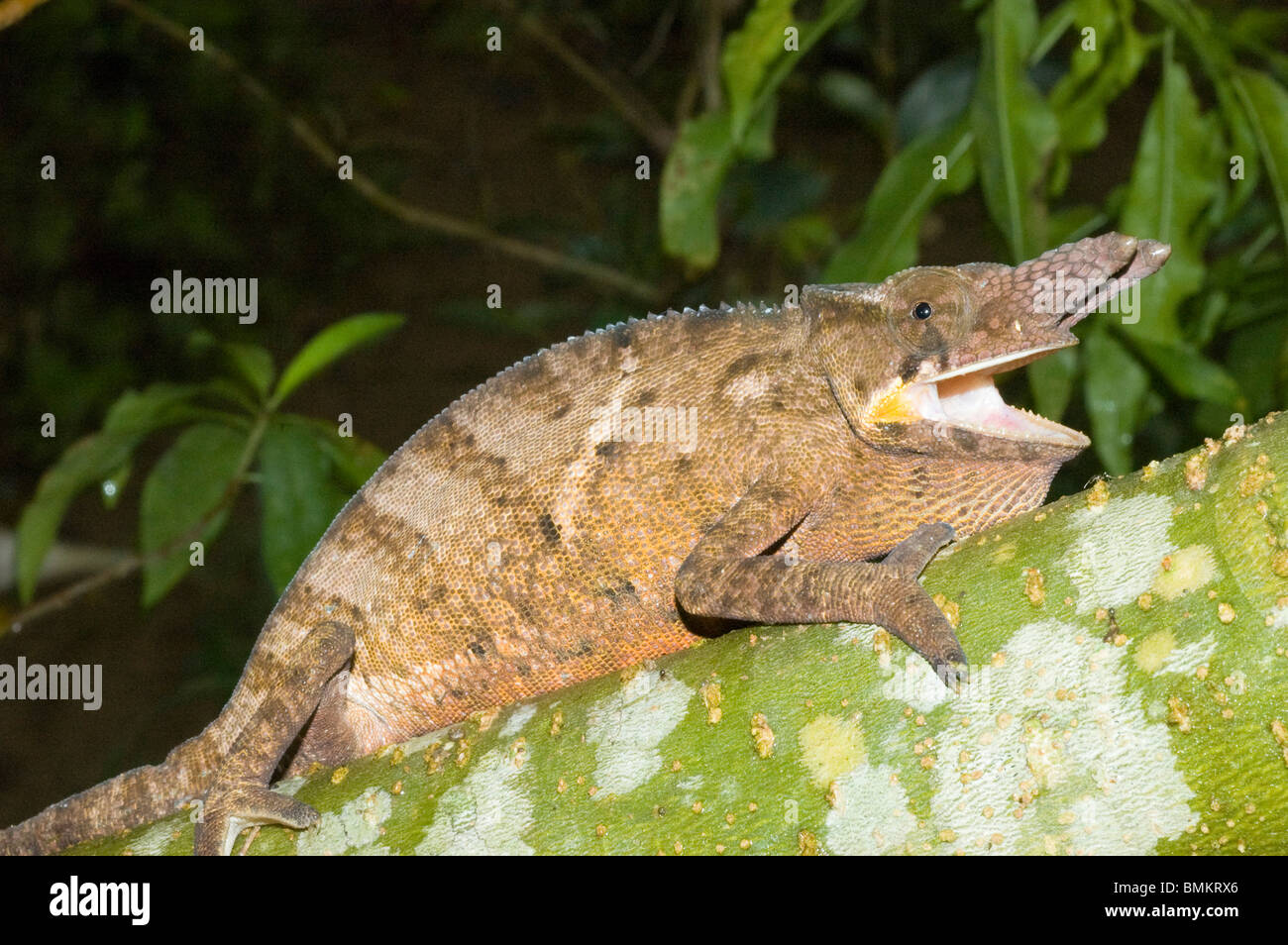 Madagascar, Toamasina. Lesser Chameleon (Furcifer minor) - Marozevo ...