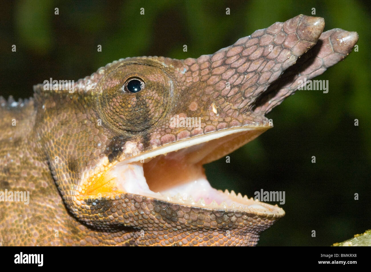 Madagascar, Toamasina. Lesser Chameleon (Furcifer minor) - Marozevo ...