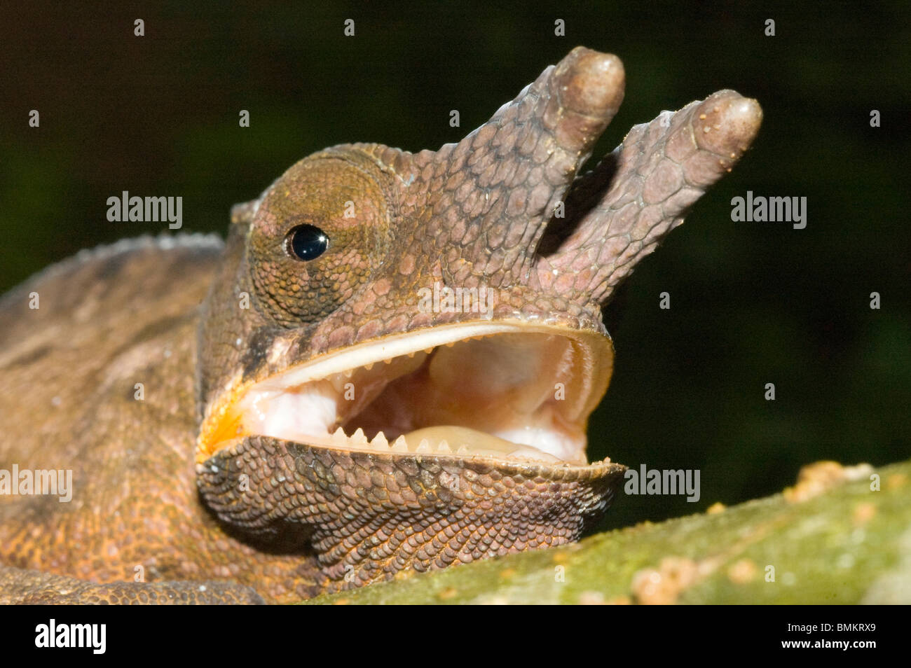 Madagascar, Toamasina. Lesser Chameleon (Furcifer minor) - Marozevo ...