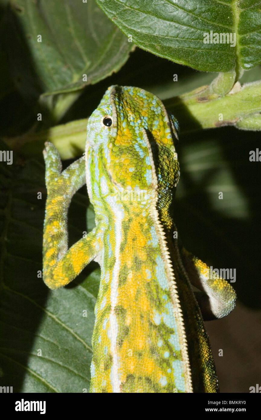 Spiny chameleon furcifer verrucosus hi-res stock photography and images ...