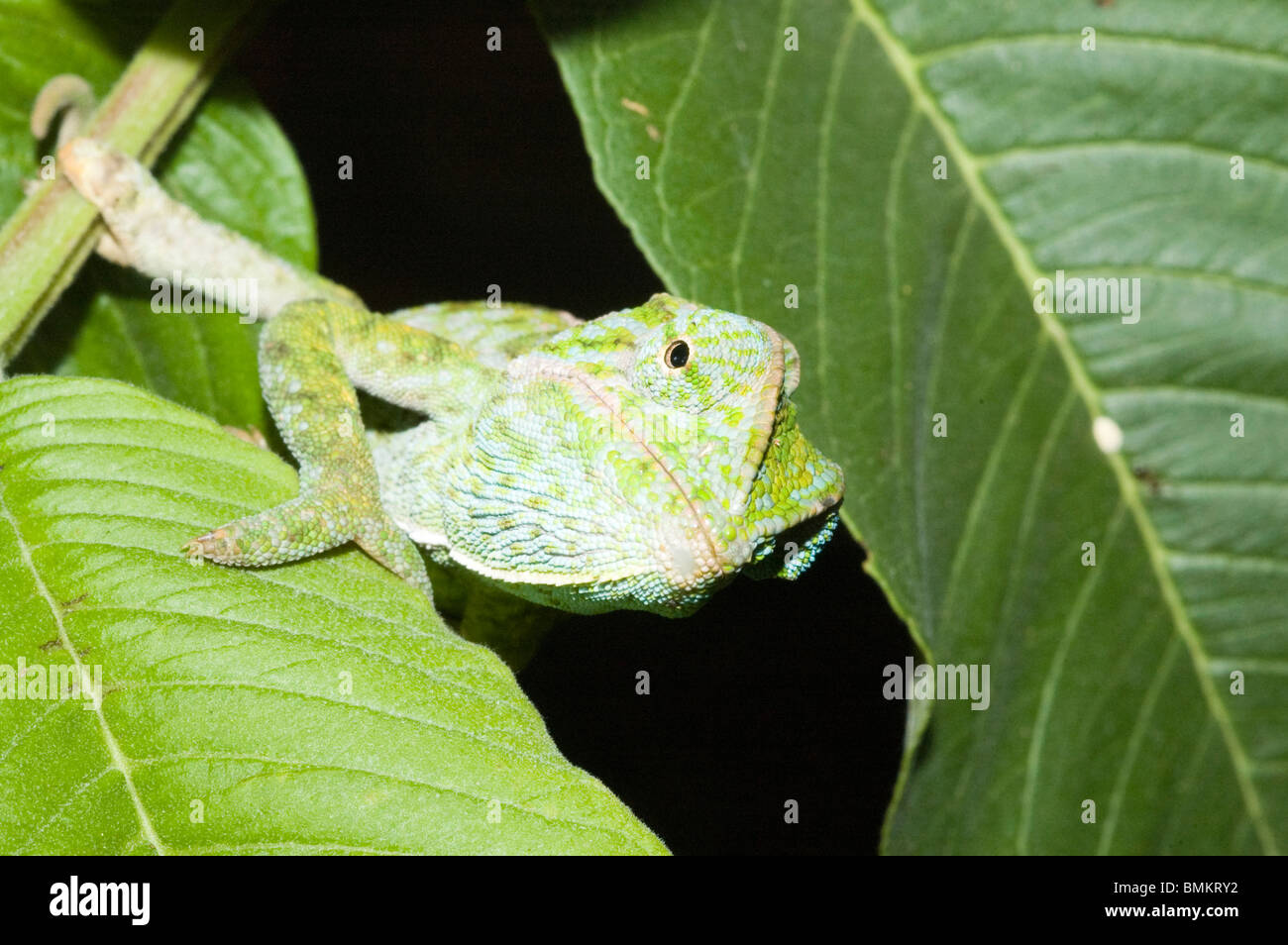 Madagascar, Toamasina. Spiny Giant Chameleon or Warty Chameleon ...