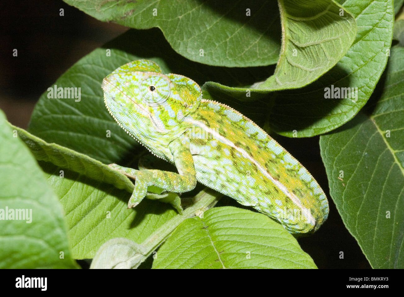Madagascar, Toamasina. Spiny Giant Chameleon or Warty Chameleon ...