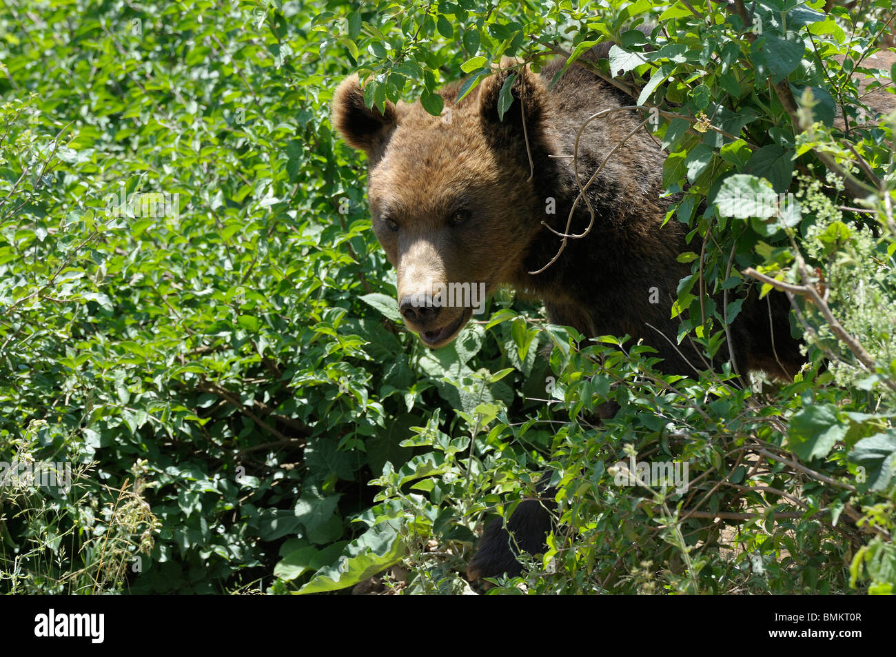 Captive Brown bear in croatia Stock Photo - Alamy