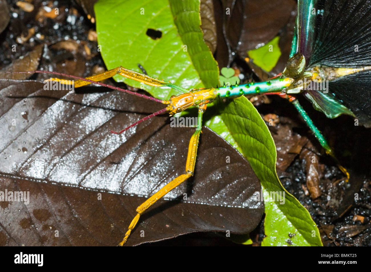 Madagascar, Toamasina. Multi-colored Stick Insect, Marozevo Stock Photo ...