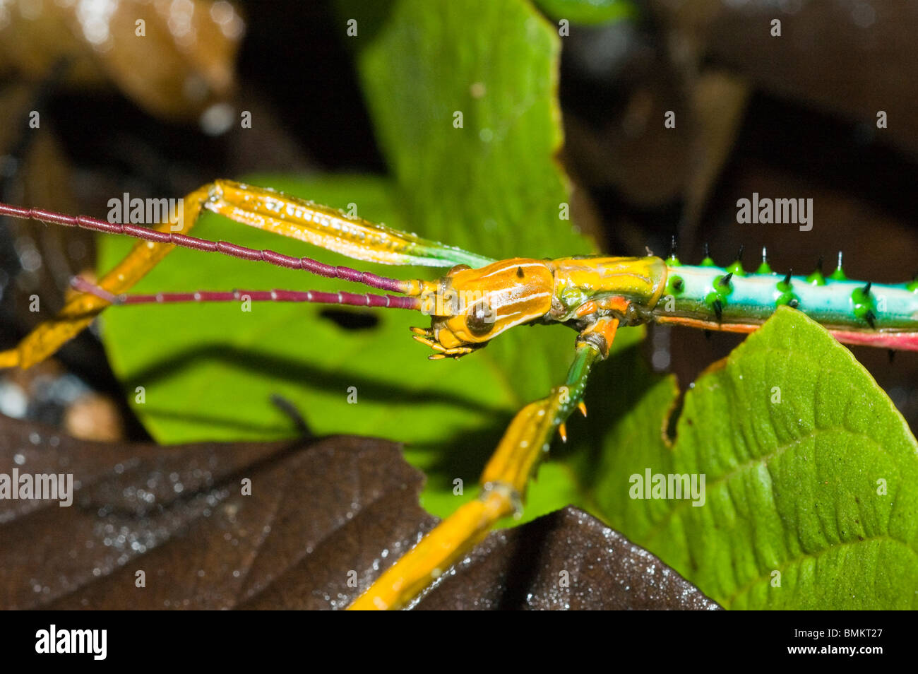 Madagascar, Toamasina. Multi-colored Stick Insect, Marozevo Stock Photo ...