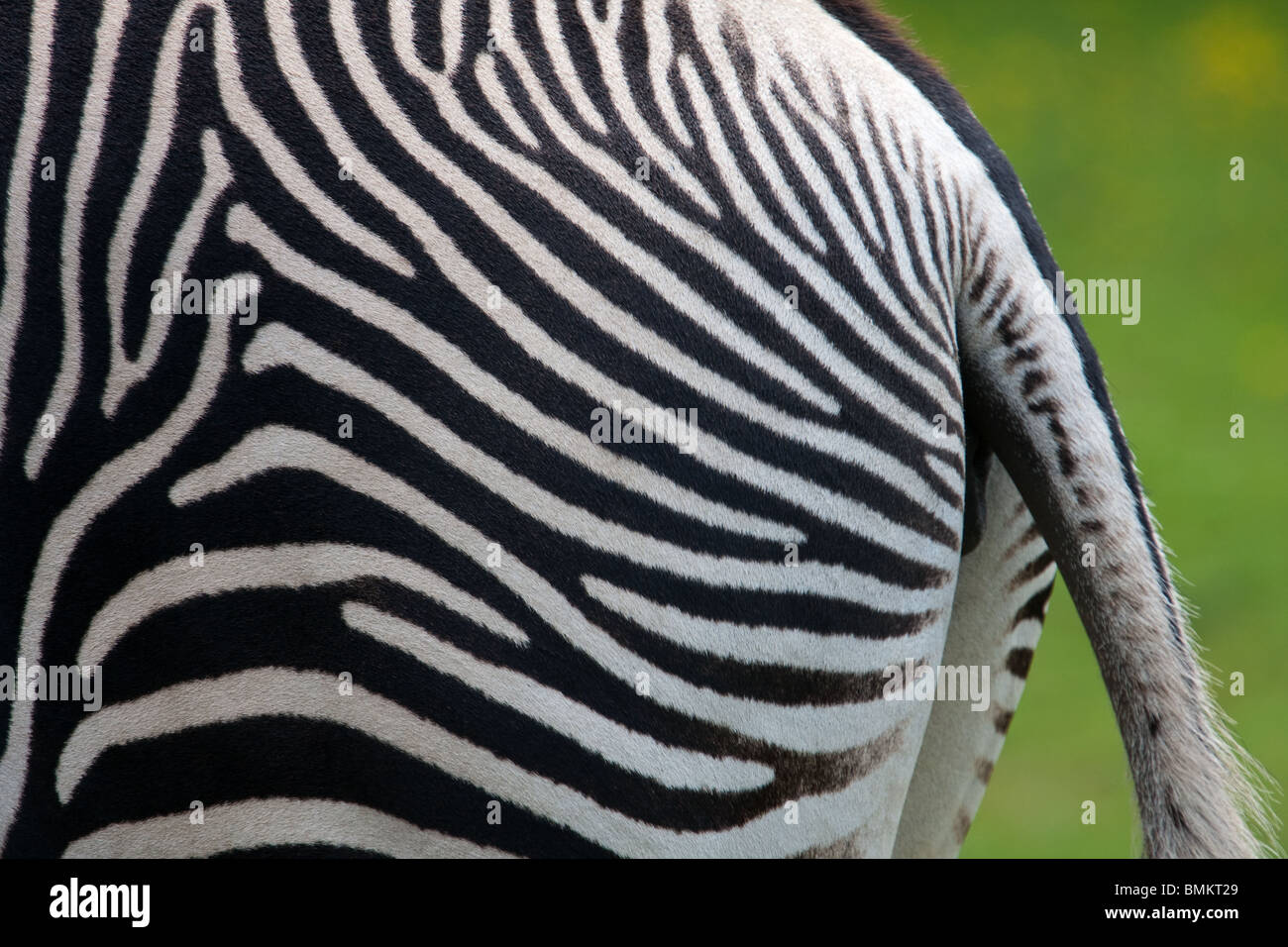 Zebra rear hi-res stock photography and images - Alamy