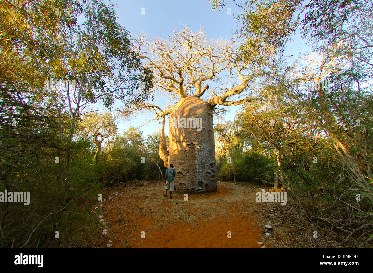 Madagascar, Reniala Nature Reserve. The 13 metre-wide baobab (Adansonia ...