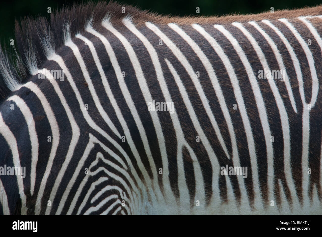 Zebra body hi-res stock photography and images - Alamy