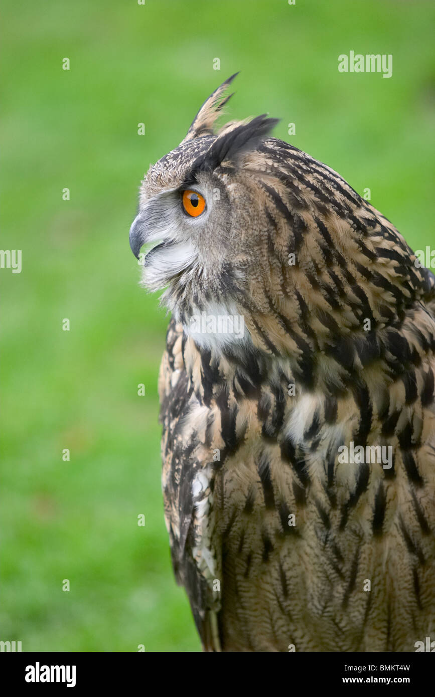Zoology eurasian eagle owl hi-res stock photography and images - Alamy