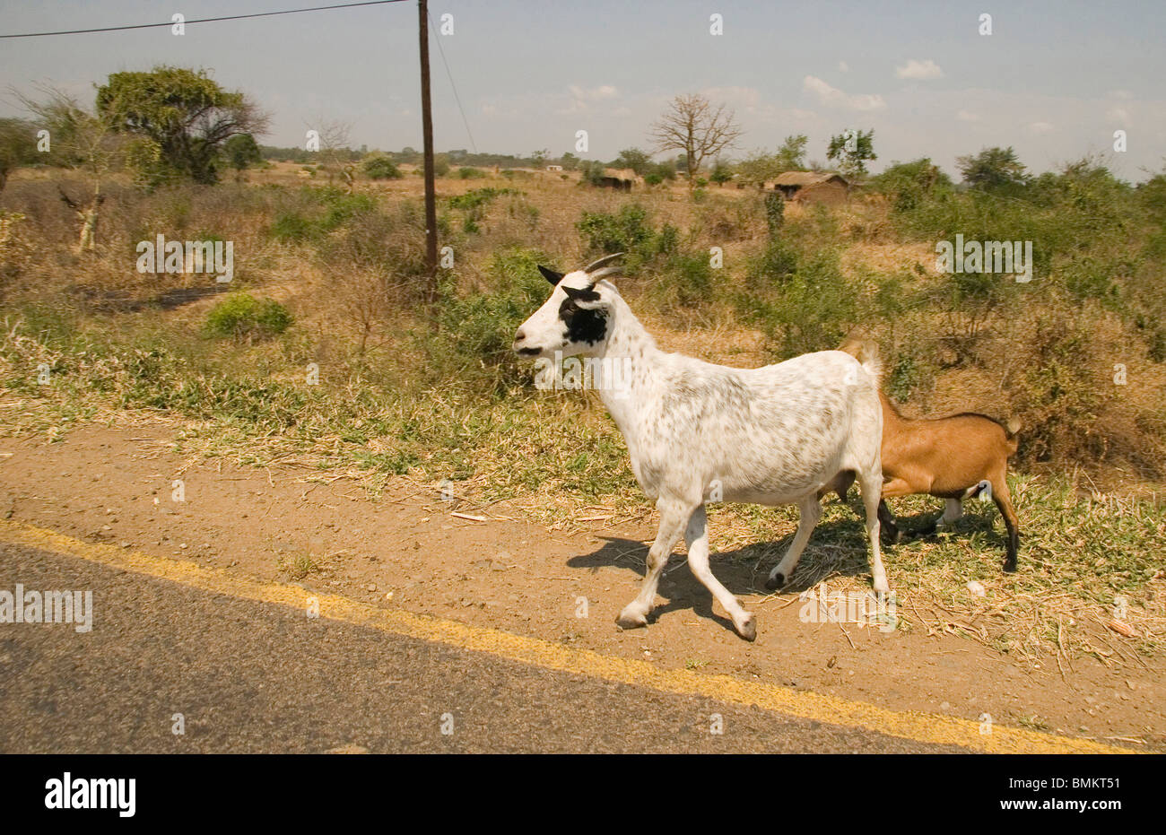 Africa; Malawi; Two goats along side of road Stock Photo - Alamy