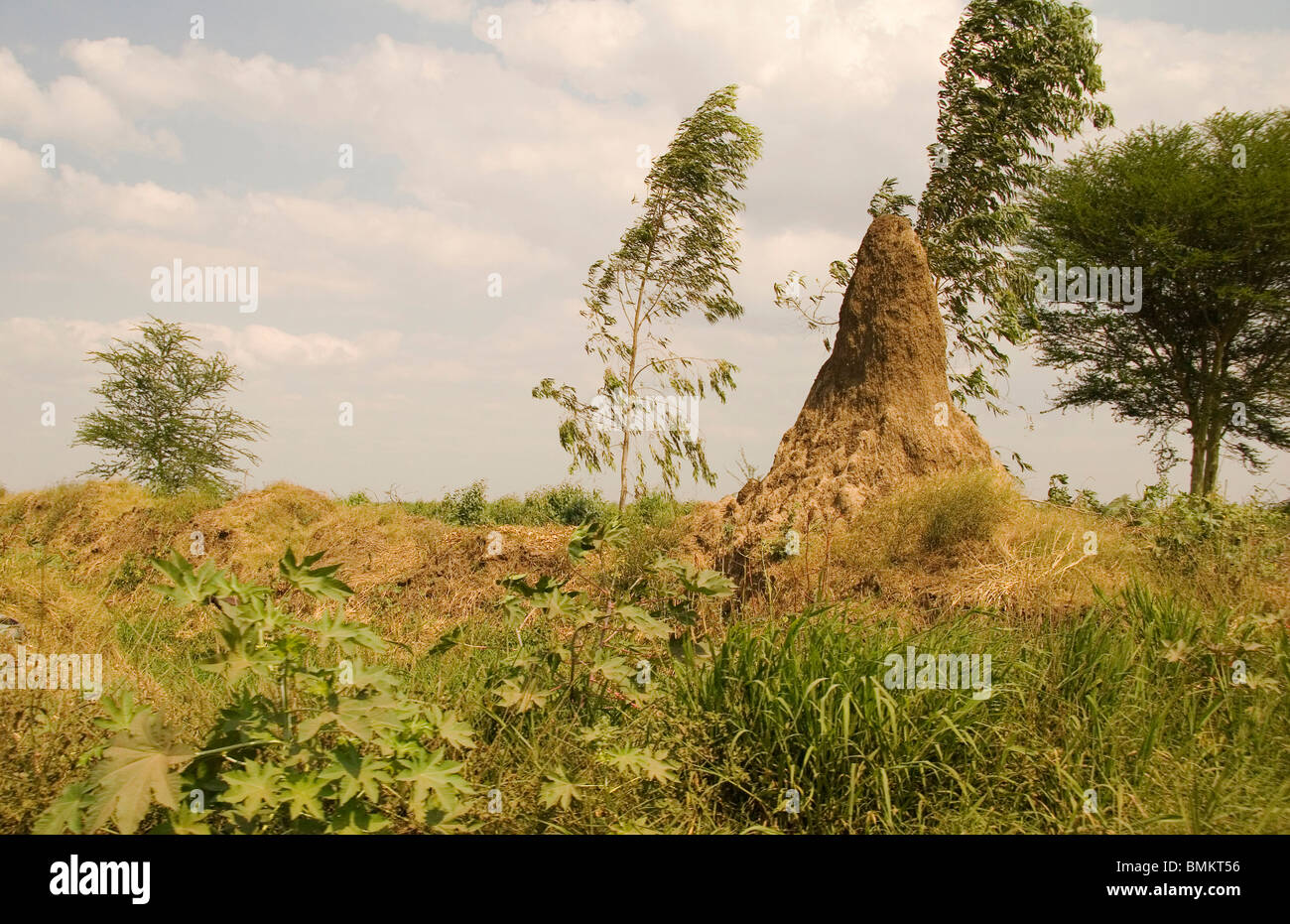 Africa; Malawi; Termite mound in field Stock Photo - Alamy