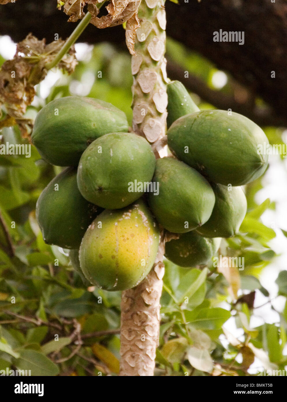 Africa; Malawi; Papayas on a tree Stock Photo - Alamy