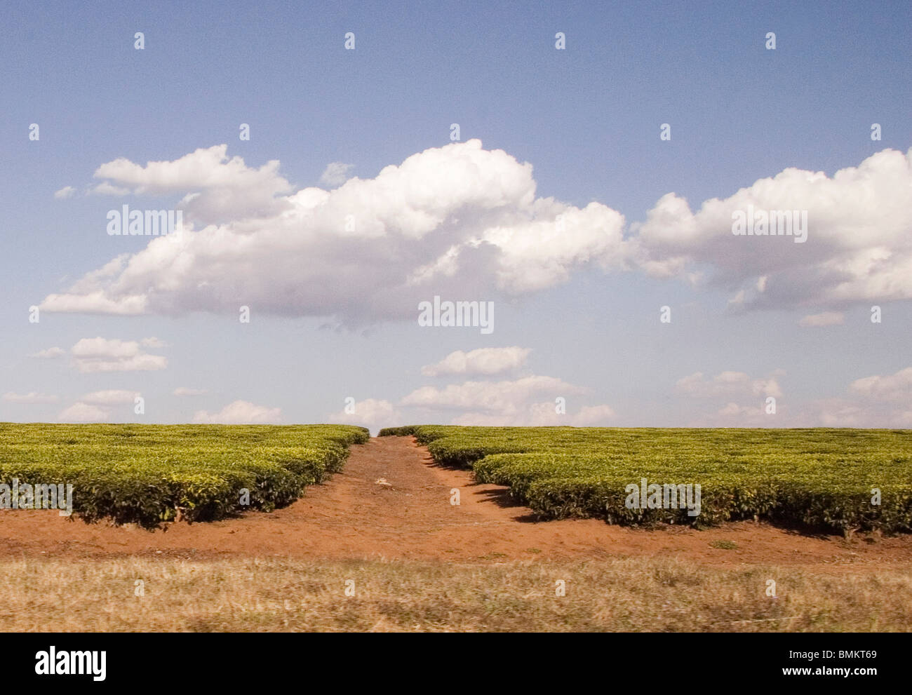 Africa, Malawi, Thyolo, Tea bushes growing on estate Stock Photo - Alamy