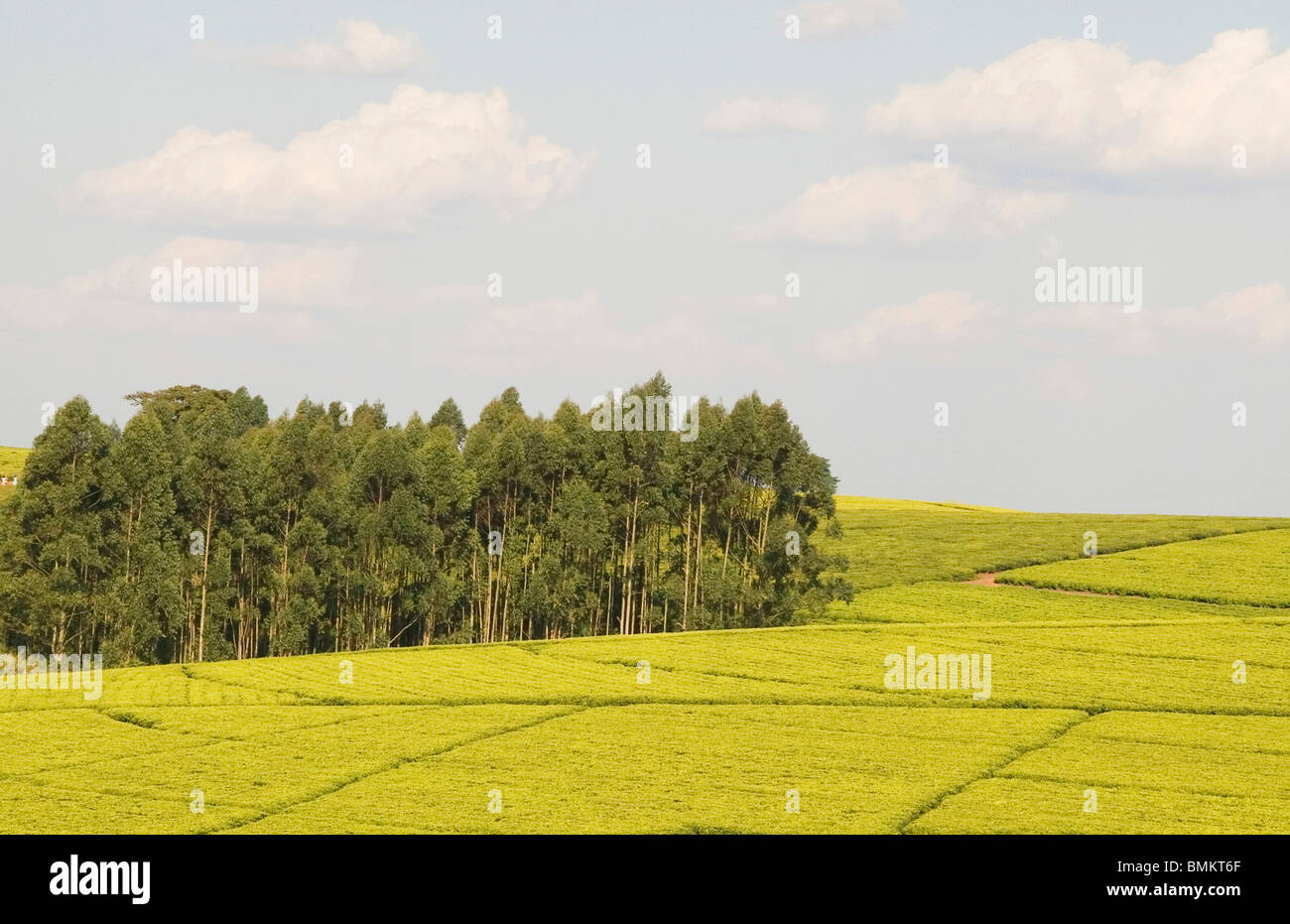 Africa, Malawi, Thyolo, Fields of tea bushes with trees Stock Photo - Alamy