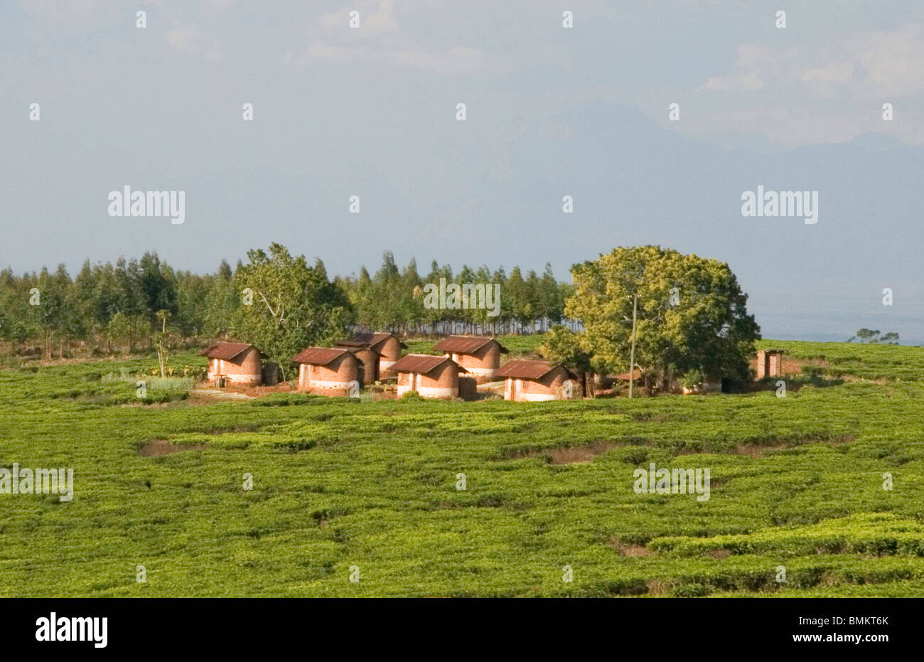 Africa; Malawi; Thyolo; Worker's huts on tea estate Stock Photo - Alamy