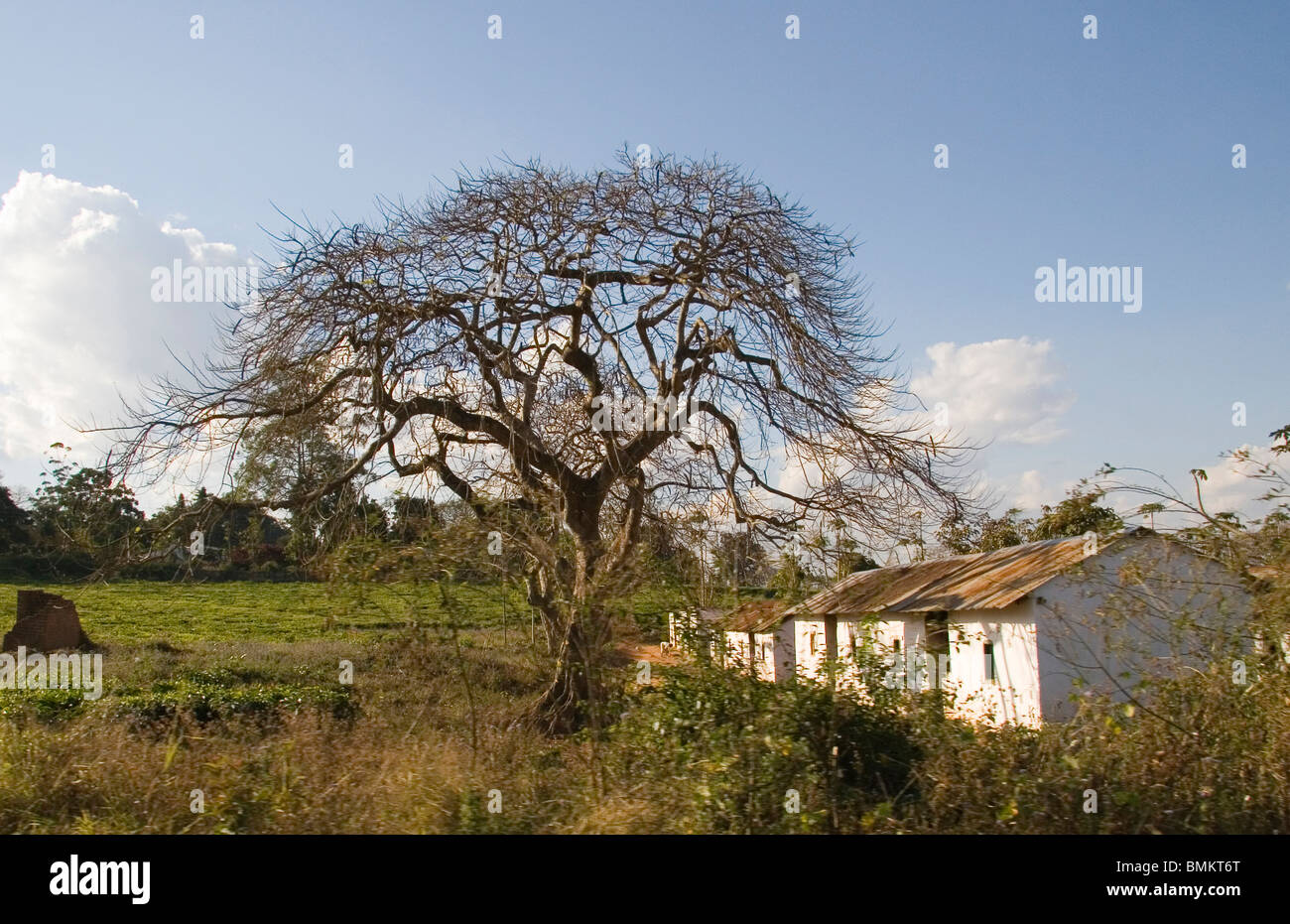 Africa; Malawi; Thyolo; Houses for workers on tea estate Stock Photo ...