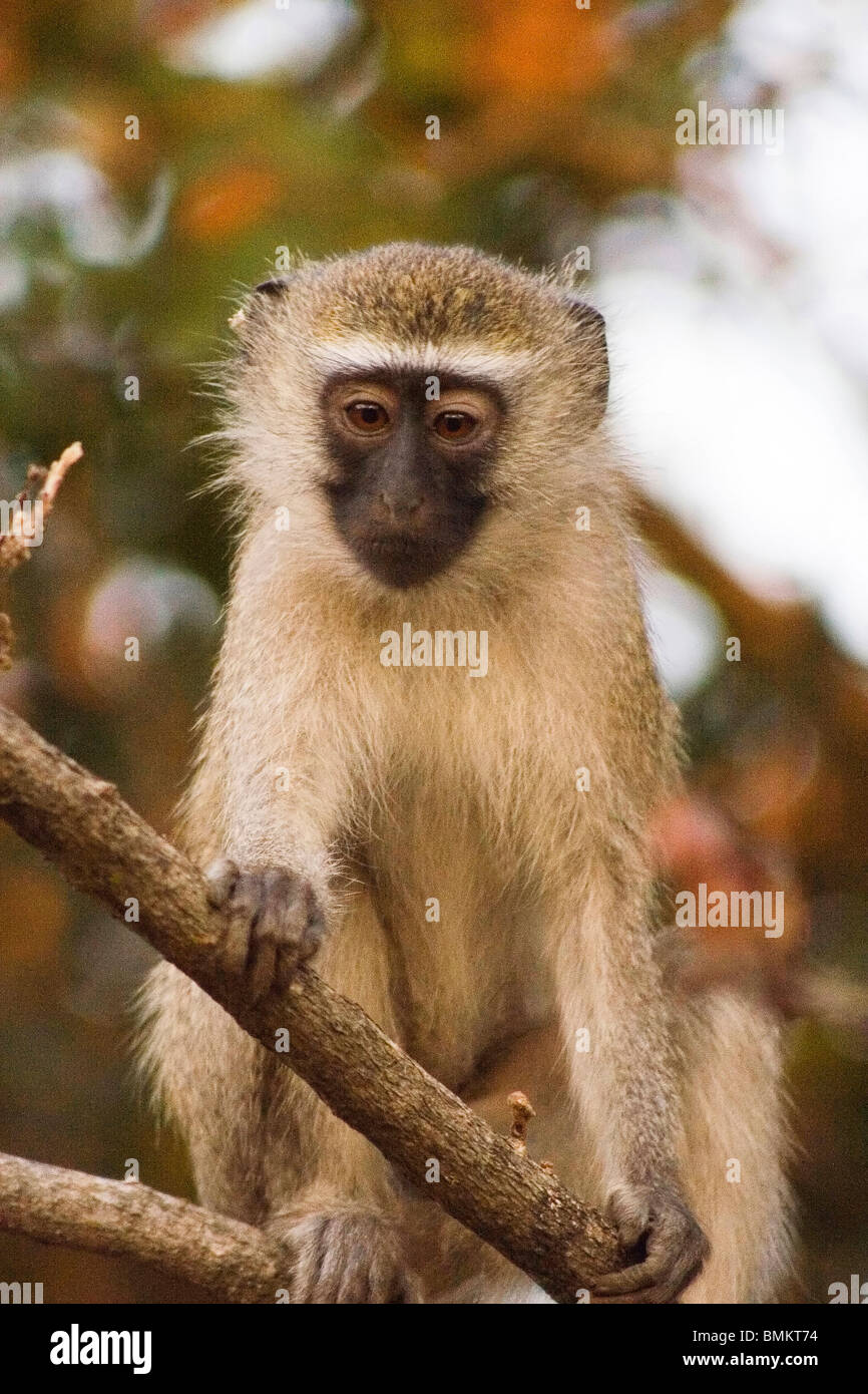 Africa; Malawi; Lengwe National Park; Vervet monkey sitting in tree ...