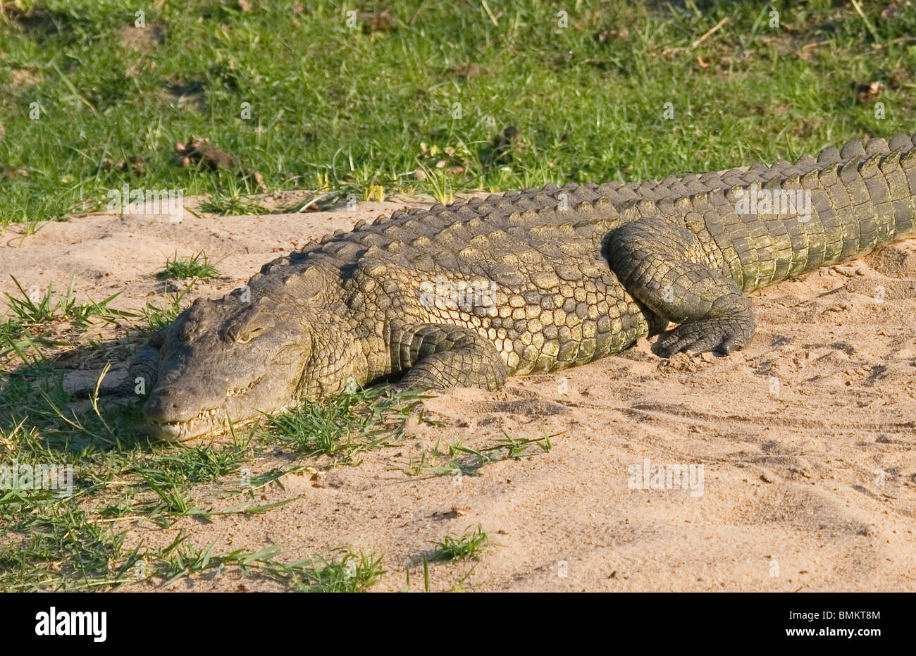 Malawi Crocodile High Resolution Stock Photography and Images - Alamy