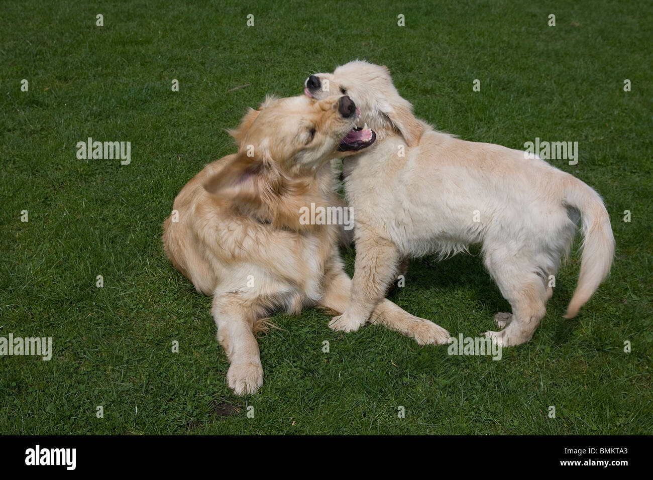 Golden retriever puppy mother hi-res stock photography and images - Alamy