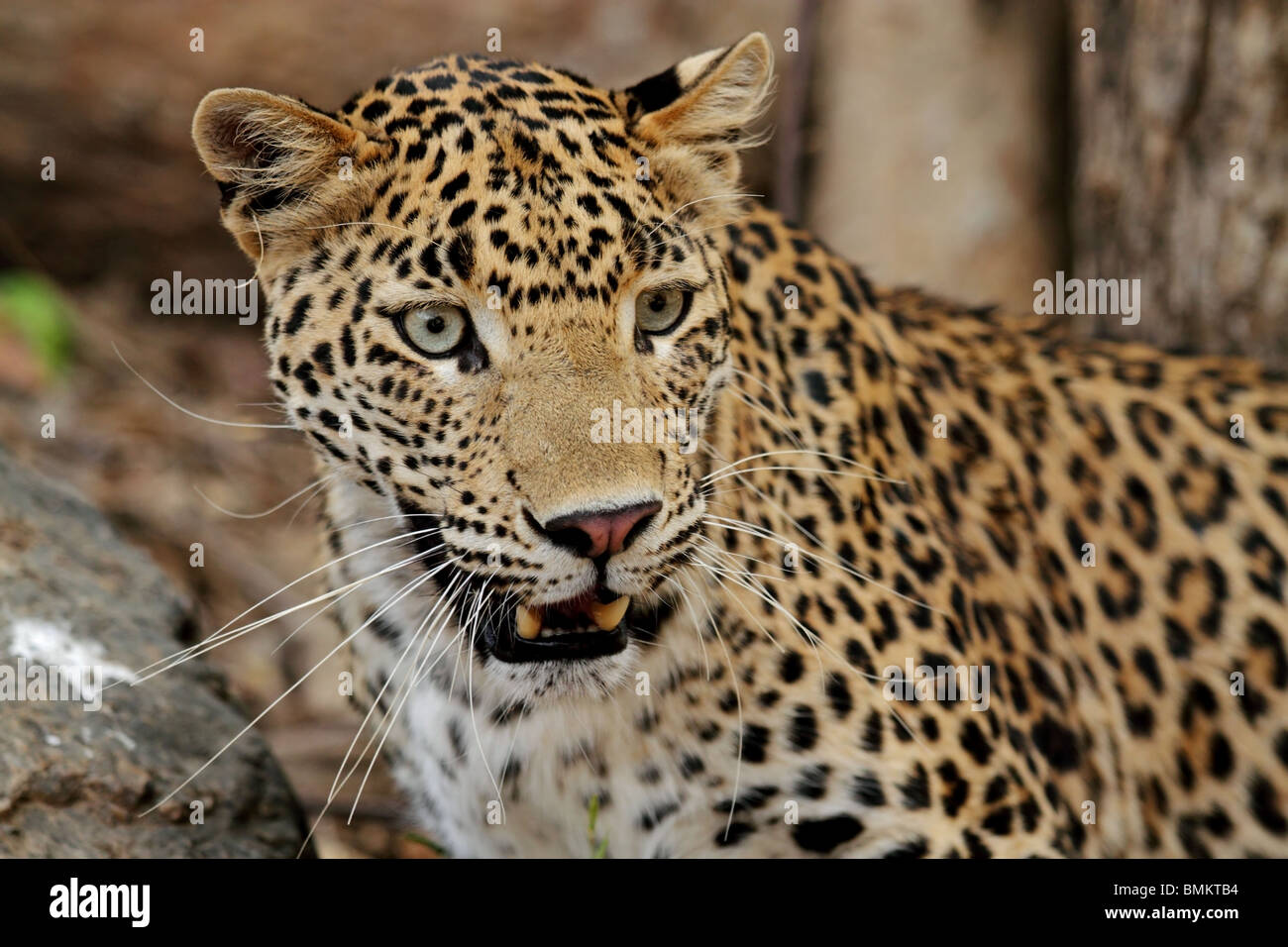 Leopard portrait shot. Picture taken in Ranthambhore National park ...