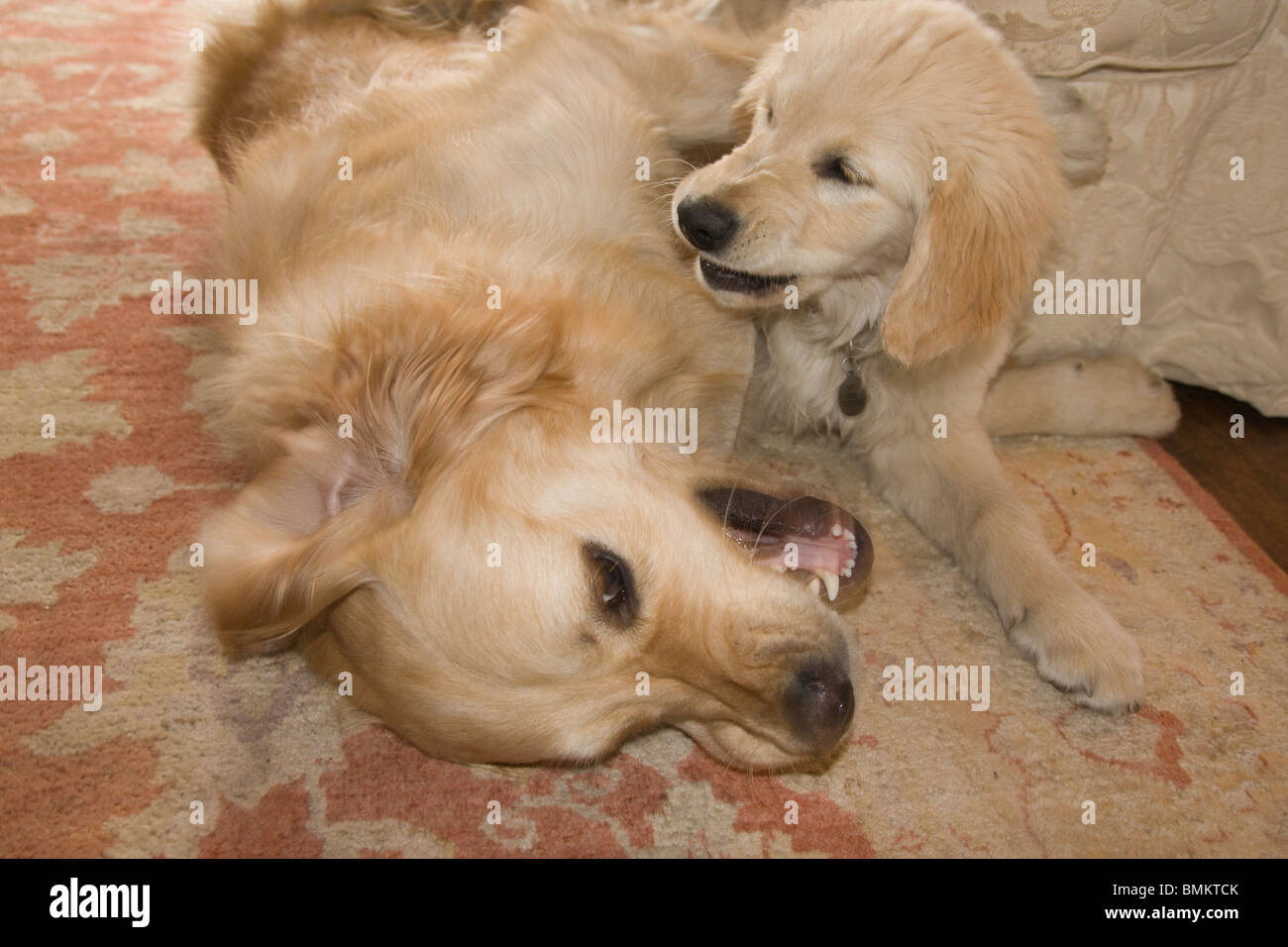 Golden retriever dog and puppy playfighting Stock Photo - Alamy