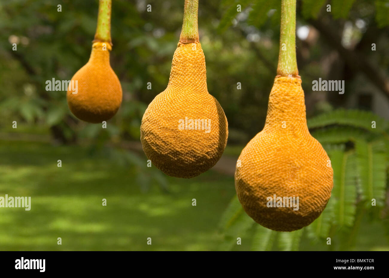 Mangochi malawi hi-res stock photography and images - Alamy