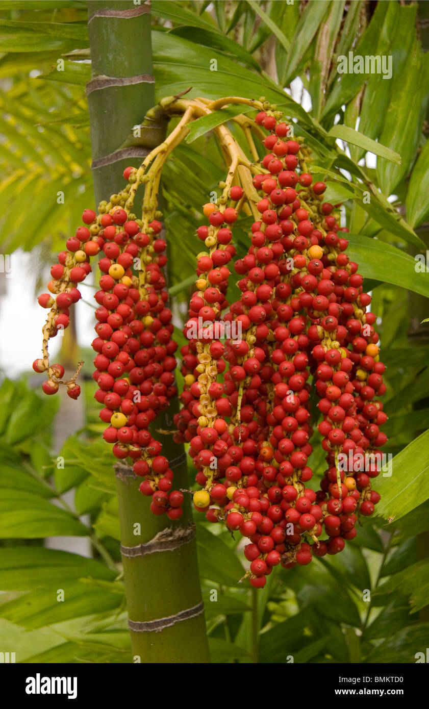 Africa; Malawi; Mangochi; Lake Malawi; Date palm tree with fruit at ...