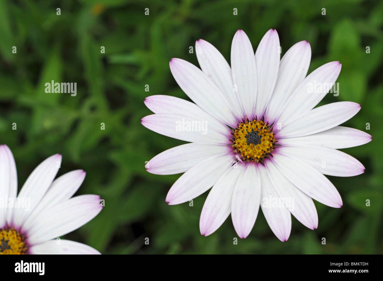 Osteospermum African Daisy bearing flowers in spring Stock Photo - Alamy