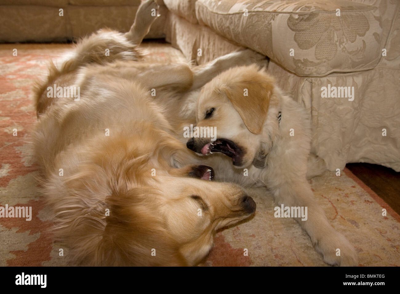 Golden retriever dog and puppy playfighting Stock Photo - Alamy
