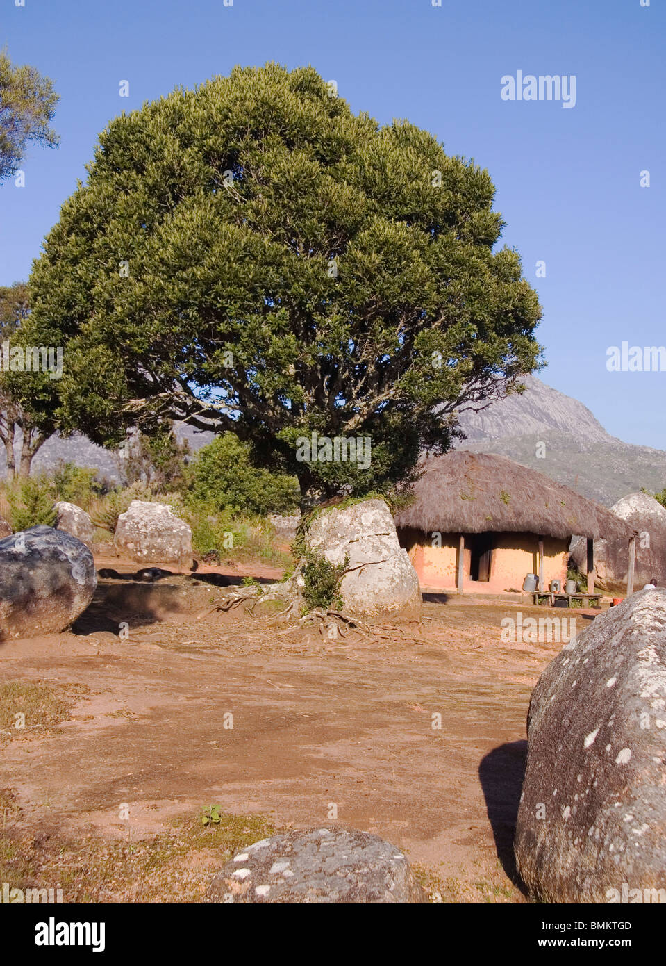 Africa; Malawi; Mt Mulanje; Tree by small hut at Chinzama on Mt ...