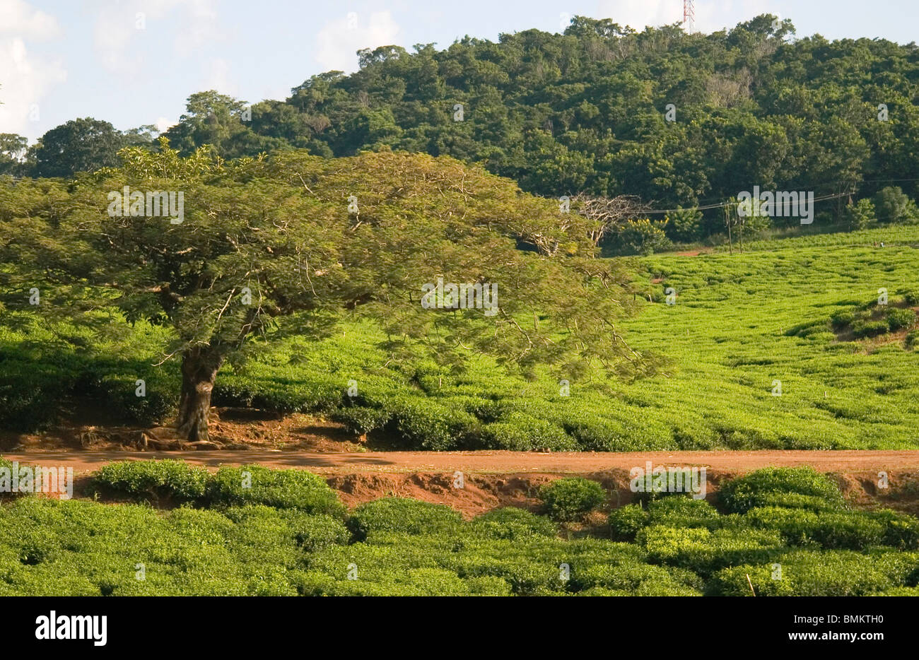 Africa; Malawi; Mulanje; Mt. Mulanje, Dirt road in Mulanje tea estate ...