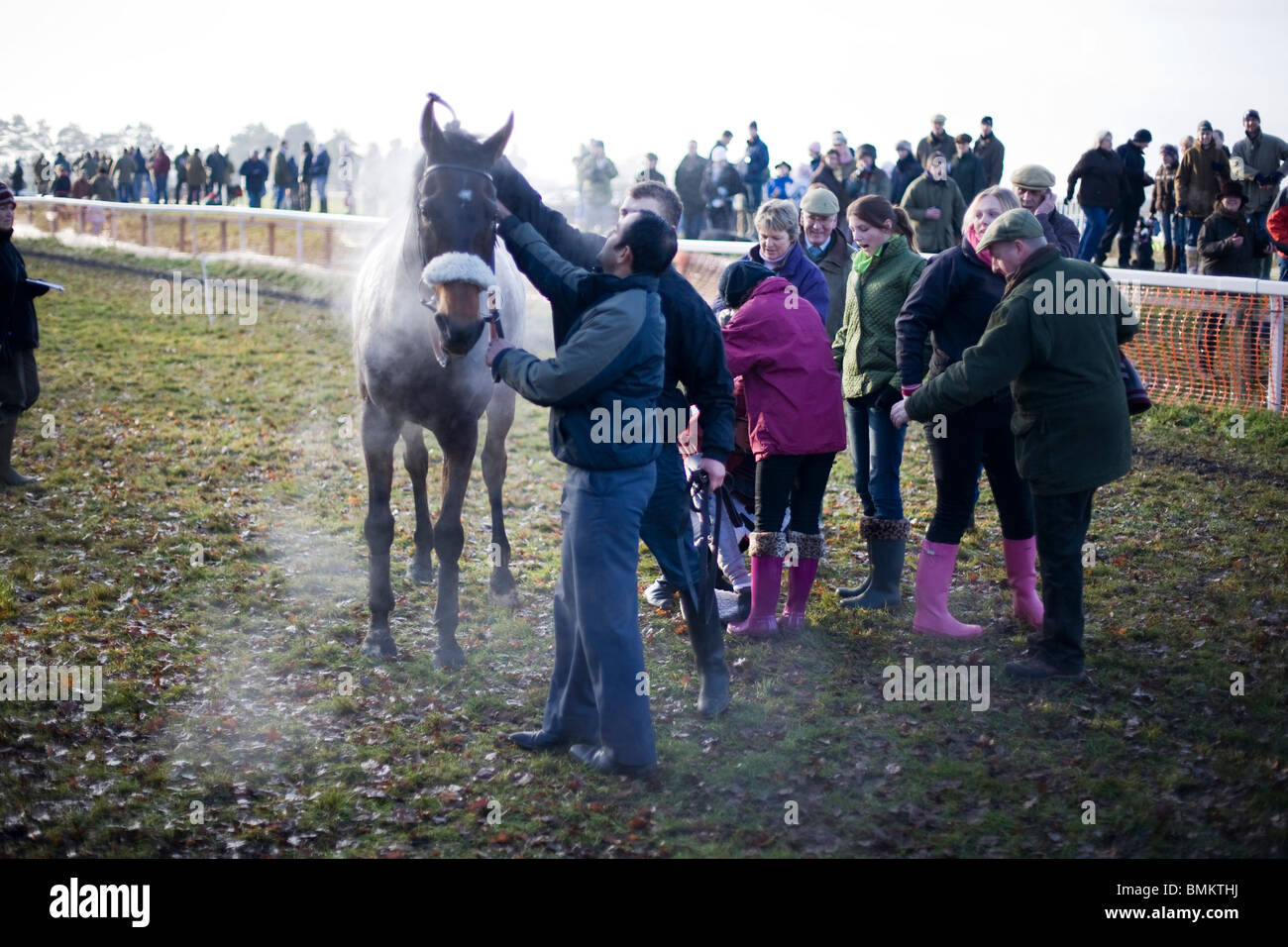 Steaming race horse after the Point-to-Point Horse racing at Cottenham ...